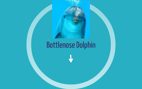 Bottlenose Dolphin by Hailey Botelho on Prezi