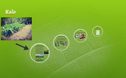 There are about 300 plus Varieties of Kalo brought in from o by kalae ...