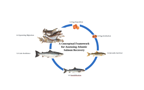 A Conceptual Framework for Assessing Atlantic Salmon Recovery by Evan ...