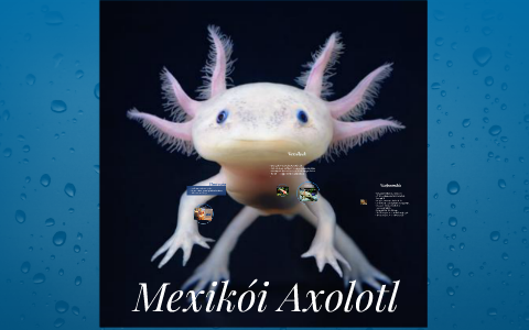Mexikói Axolotl by Anna Csóka on Prezi