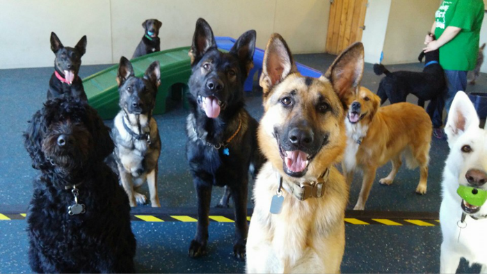 How to recognize dog body language: Avoiding dog bites by MacKenzie ...