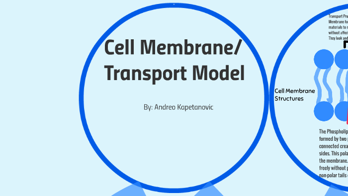 Cell Membrane/Transport Model by Andreo Kapetanovic on Prezi