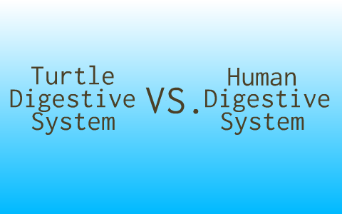Turtles Digestive System by amanda smith on Prezi