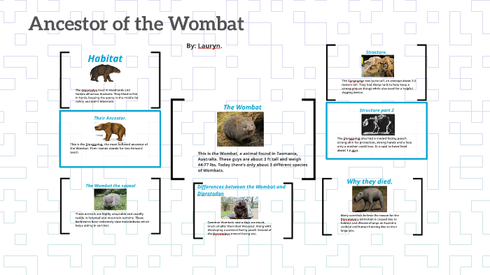 Ancestor of the Wombat by Lauryn MacLean on Prezi