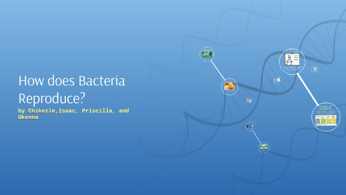 How does Bacteria Reproduce? by Isaac Colbert on Prezi