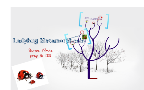 Ladybug Metamorphosis by burce yilmaz