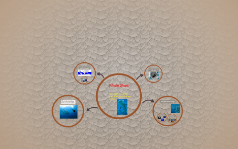Whale Shark by Mrs. Bonk on Prezi