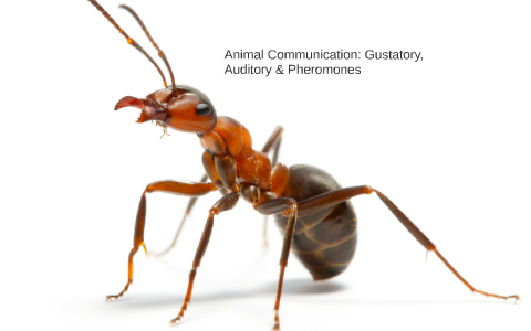 Animal Communication: Gustatory, Auditory & Pheromones by Lindsay ...