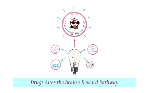 Drugs Alter the Brain's Reward Pathway by on Prezi