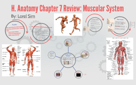 H. Anatomy Chapter 6 Review: Muscular System by Lorel Sim on Prezi