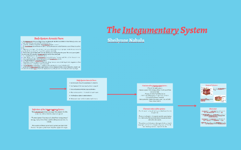 Body System Acrostic Poem by Sheilynne Nahulu on Prezi