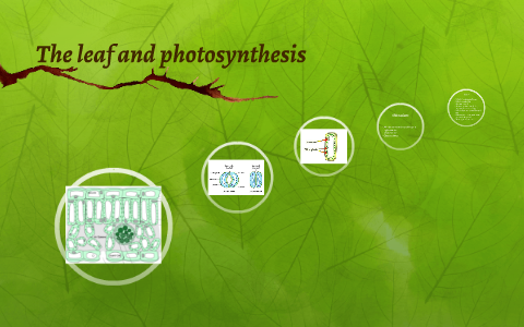 Functions of a leaf and photosynthesis by aoife sweeney