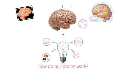 How do our brains work? by frankie matousek on Prezi