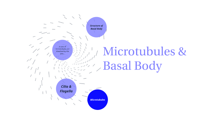 Microtubules & Basal Body by Annabel Liou on Prezi