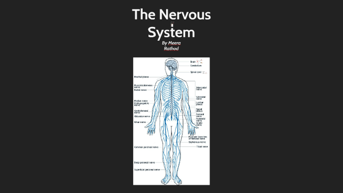The Nervous System by Meera Rathod on Prezi