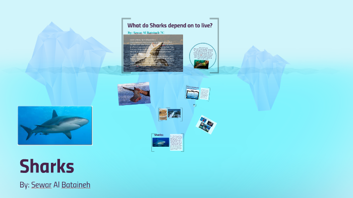 Sharks by sewar bataineh on Prezi