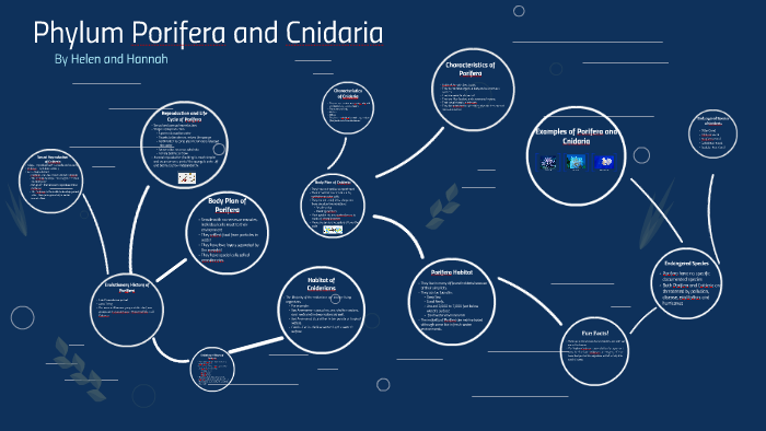 Phylum Porifera and Cnidaria by hannah marchick on Prezi