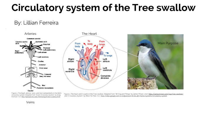 Circulatory System of the Tree Swallow by Lillian Ferreira on Prezi