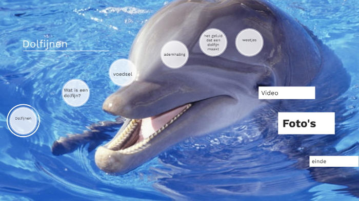 Spreekbeurt sharina : dolfijnen by Sharina Van wieren on Prezi