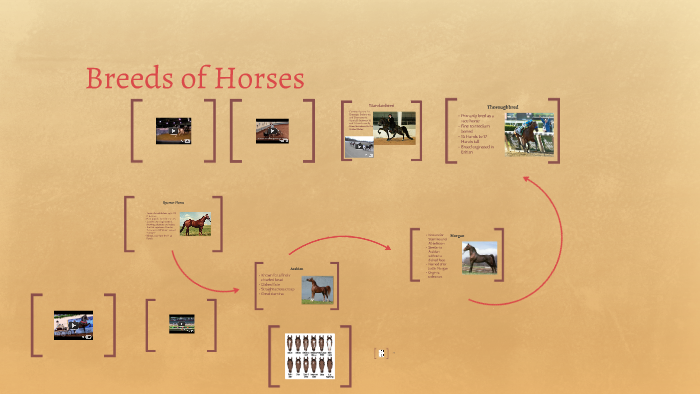 Breeds of Horses by kaylee chaney