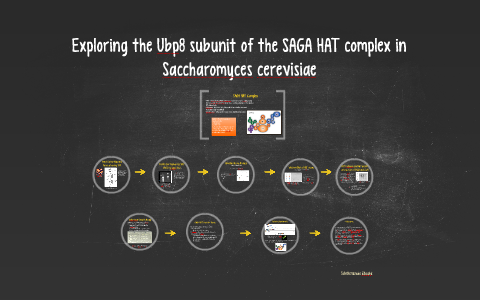 Exploring the Ubp8 subunit of the SAGA HAT complex in Saccha by ...