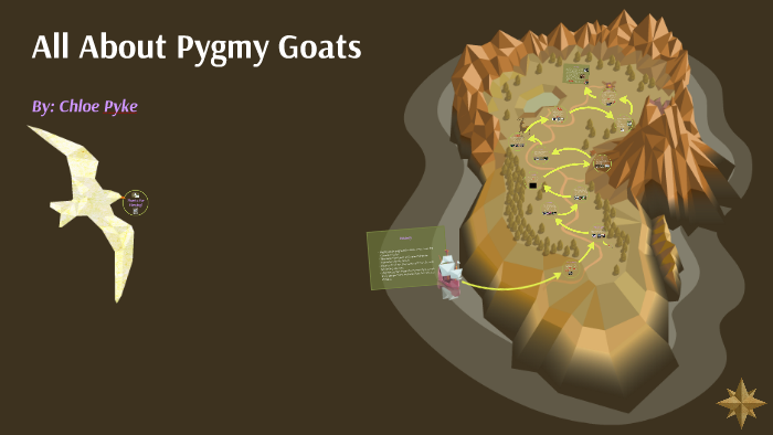 All About Pygmy Goats by Chloe Pyke on Prezi