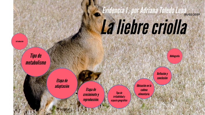 La liebre Criolla by Adriana Toledo on Prezi