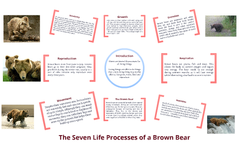 The Seven Life Processes by Emma Graham on Prezi