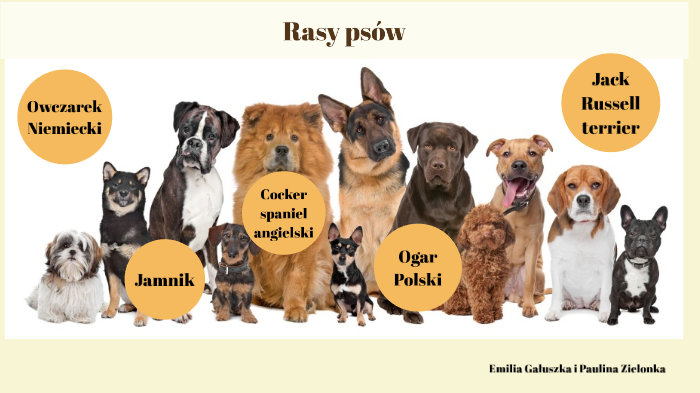 Rasy psów by Emulina Zieluszka on Prezi
