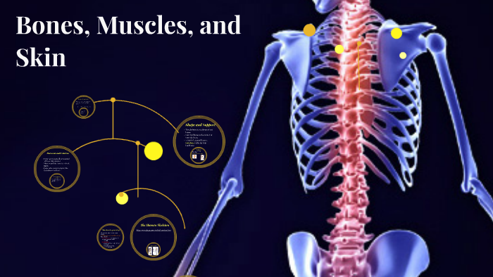 Bones, Muscles, and Skin by Aura Espinal on Prezi