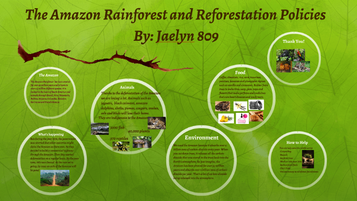 The Amazon Rainforest and Reforestation Policies by Jaelyn Morris on Prezi