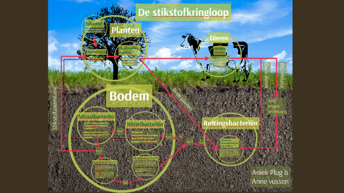 De stikstofkringloop by Anne Vossen
