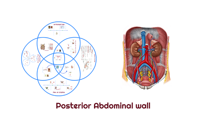 Posterior Abdominal wall by Hassan Jamal on Prezi