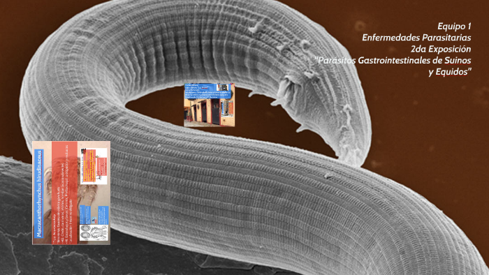 Macracanthorhynchus Hirudinaceus by M y E . on Prezi