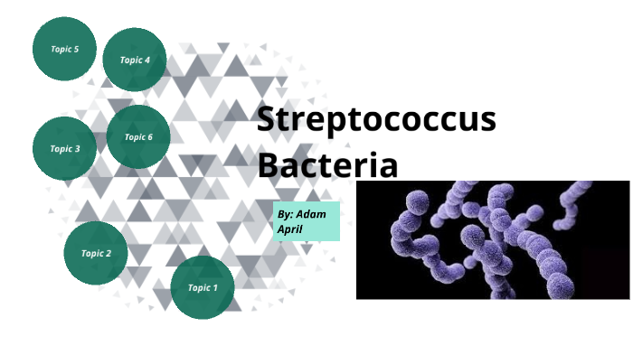 Streptococcus Bacteria by ADAM APRIL on Prezi