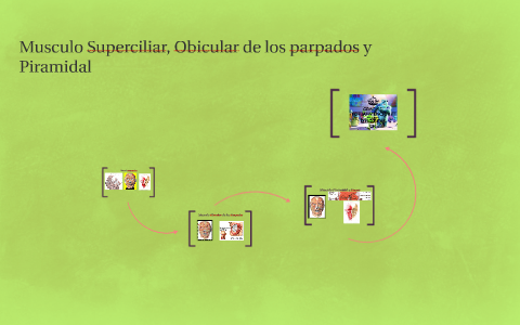 Musculo Superciliar by Tatiana Rodriguez on Prezi