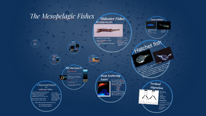 The Mesopelagic Fishes by on Prezi