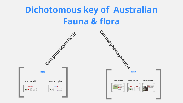 Dichotomous key of Australian Fauna & flora by sam bowen on Prezi