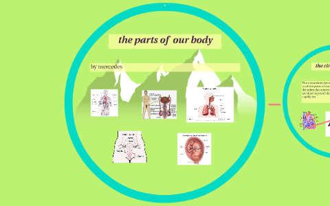 the parts of our body by Mercedes Orge del Molino on Prezi