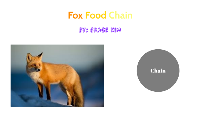 Fox Food Chain by Grace Kim on Prezi