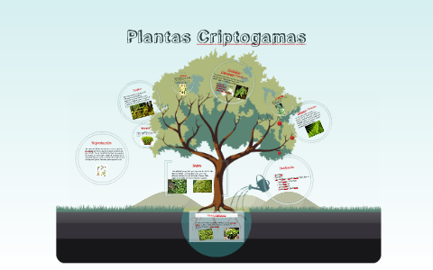 Plantas Criptogamas by Yoshua Palacios on Prezi