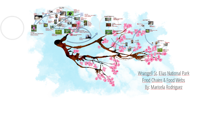 Wrangell St Elias Food Chains Food Webs By Marisela Rodriguez On Prezi