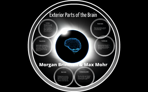 Exterior Parts of the Brain by Morgan Brimhall on Prezi