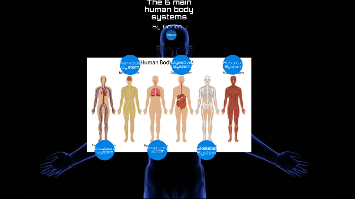 6 Main Human Body Systems by Adrien J. on Prezi