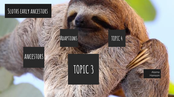 The Evolution of Sloths by Alaina Hanson on Prezi