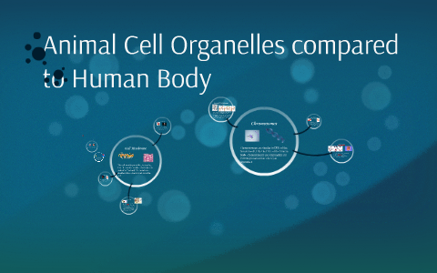 Cell Organelles compared to Human Body by Chris Tao on Prezi