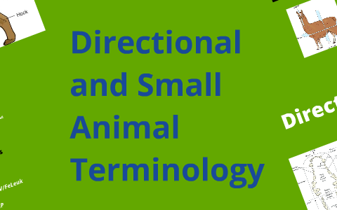 Veterinary Planes and Directional Terminology by Allina Faul on Prezi