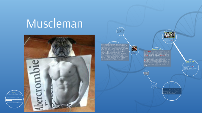 Muscleman by on Prezi