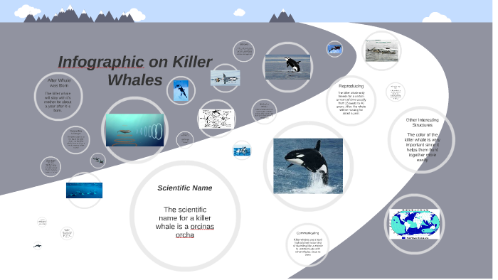 Infographic on Killer Whales by Alaina S on Prezi