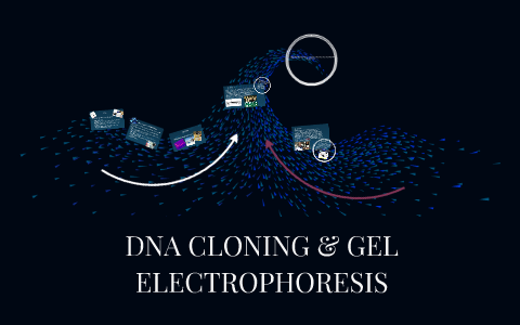 DNA CLONING & GEL ELECTROPHORESIS by Sierra Lianga